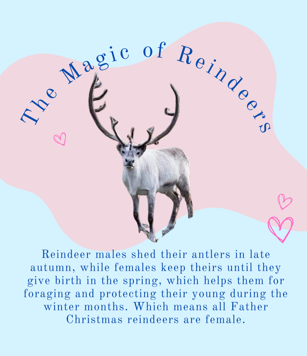 The Magic of Reindeers 🦌 – Wonderful World