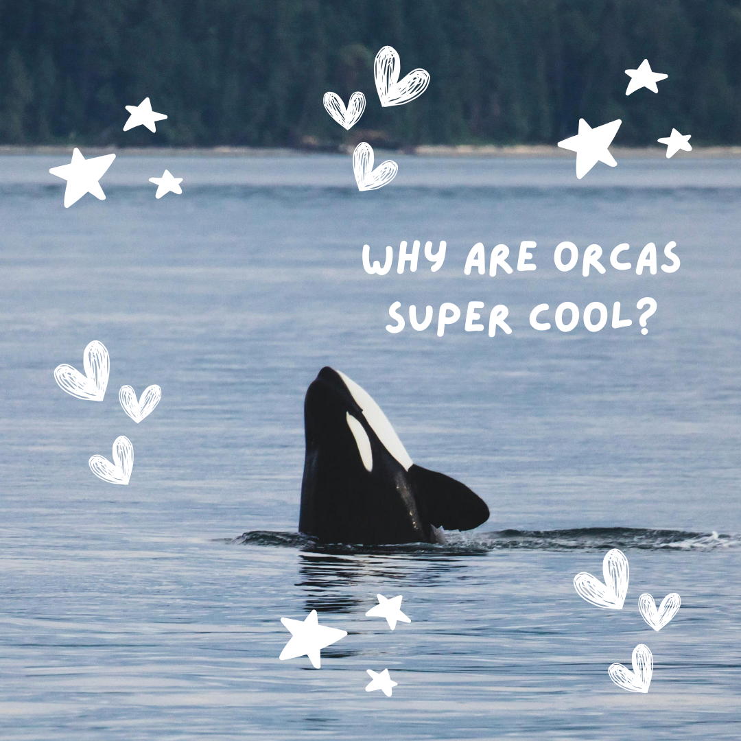 Why orcas are one of the coolest creatures in the ocean – Wonderful World